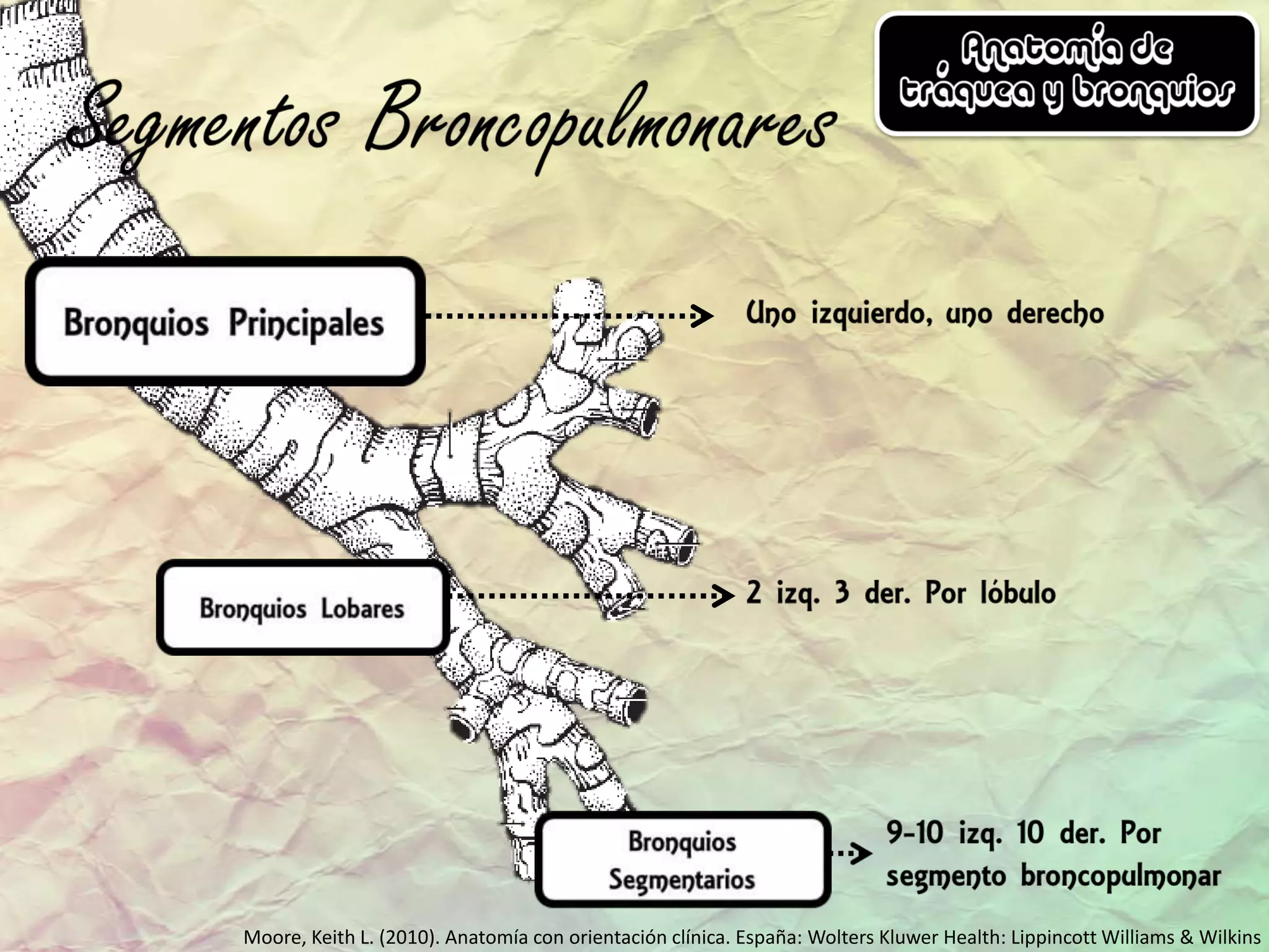 Anatomía de tráquea y bronquios | PPTX | Lung and Respiratory Health ...