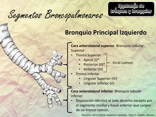 Anatomía de tráquea y bronquios | PPTX