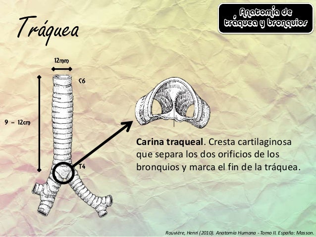 Anatomía de tráquea y bronquios