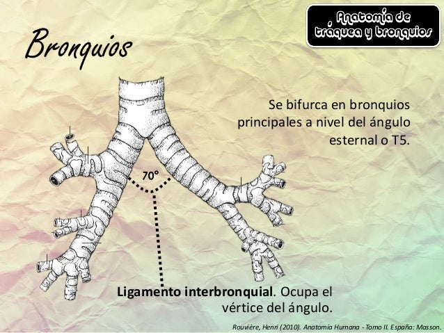 Anatomía de tráquea y bronquios