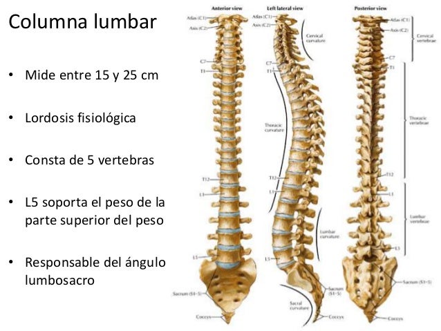 Anatomía de vertebras lumbares