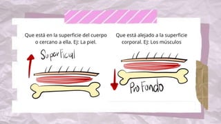 Posiciones Anatómicas Y Terminología Básica Pptx