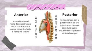 Posiciones anatómicas y terminología básica.pptx