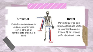Posiciones anatómicas y terminología básica.pptx