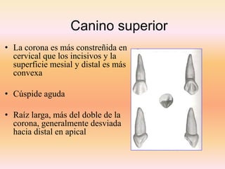Anatomía dientes temporales | PDF