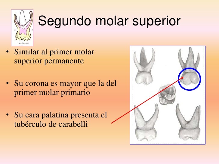 Anatomía dientes temporales