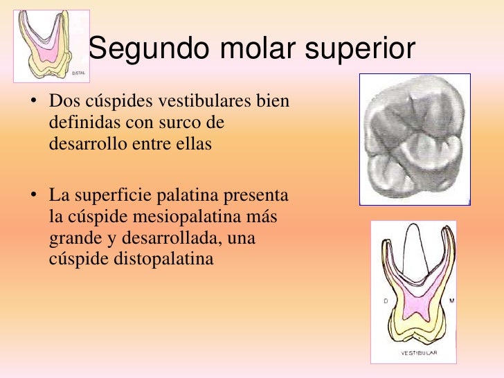 Anatomía dientes temporales