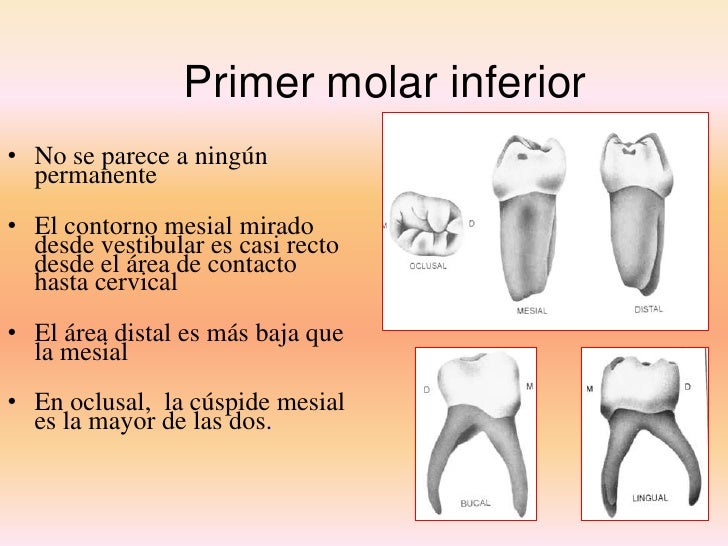 Anatomía dientes temporales