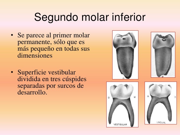 Anatomía dientes temporales