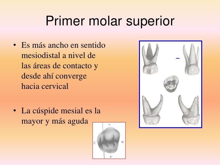 Anatomía dientes temporales