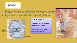 Anatomía del Segmento Anterior.pptx