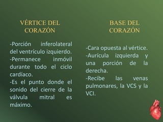 Anatomía e histología del corazón | PPTX
