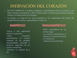 Anatomía e histología del corazón | PPTX