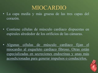 Anatomía e histología del corazón | PPTX