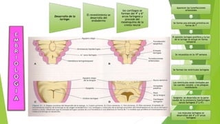 Anatomía, embriología e histología del aparato respiratorio | PPTX