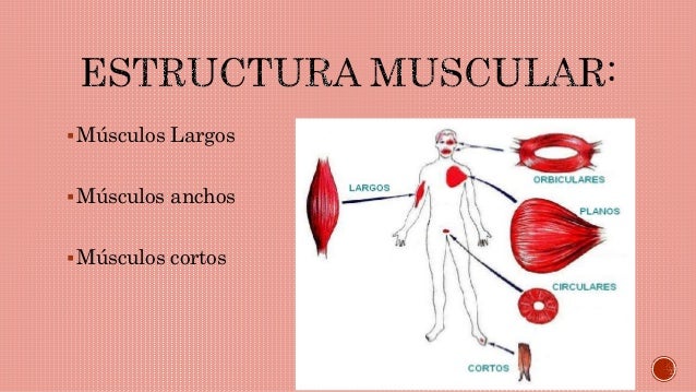 Anatomìa musculos del cuerpo humano