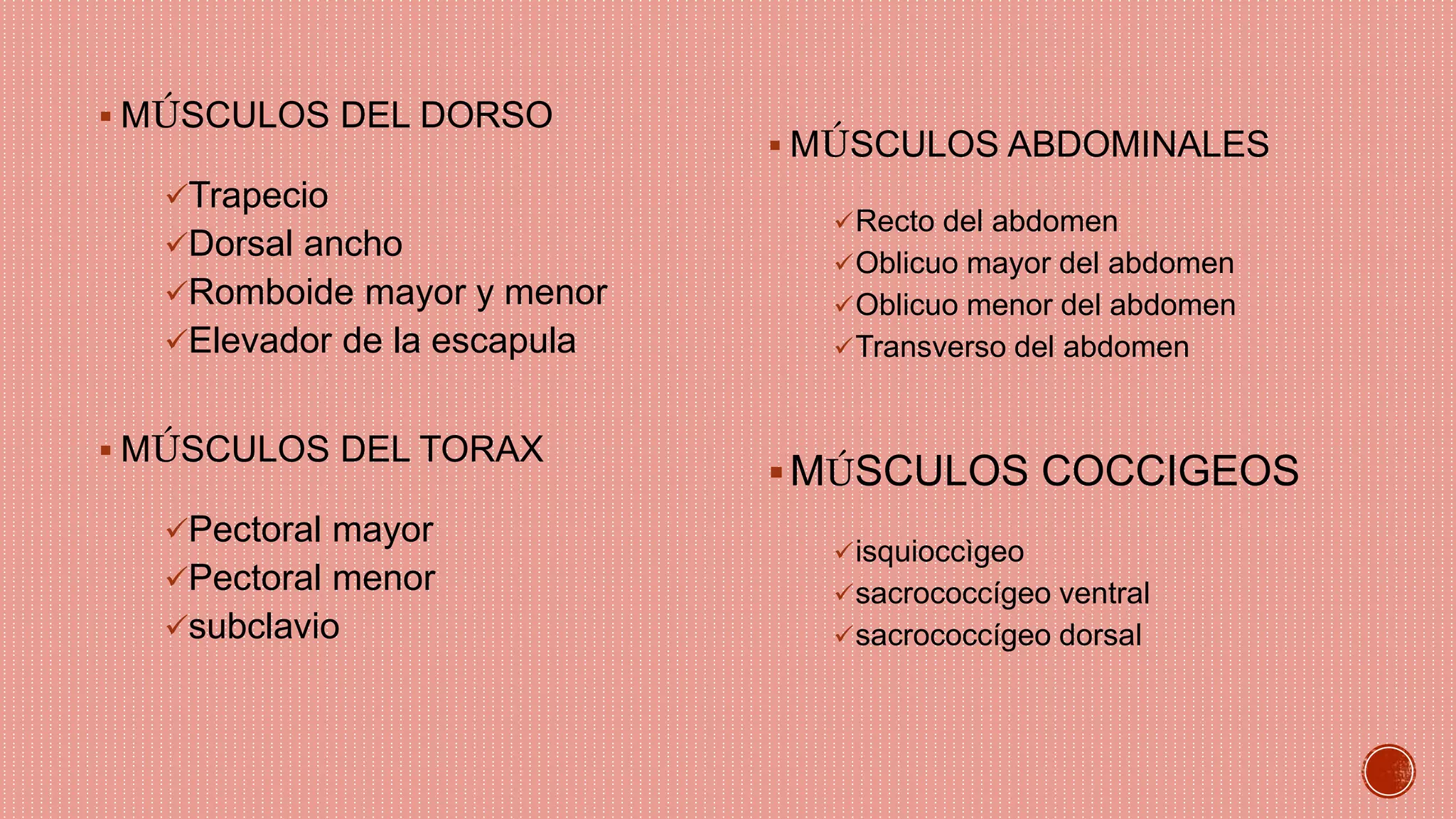 ANATOMIA MUSCULOS DEL SER HUMANO | PPT