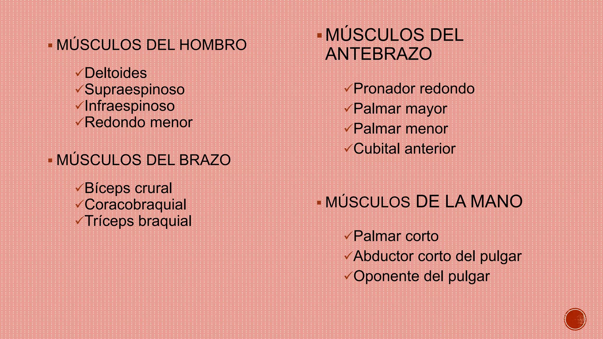 ANATOMIA MUSCULOS DEL SER HUMANO | PPT