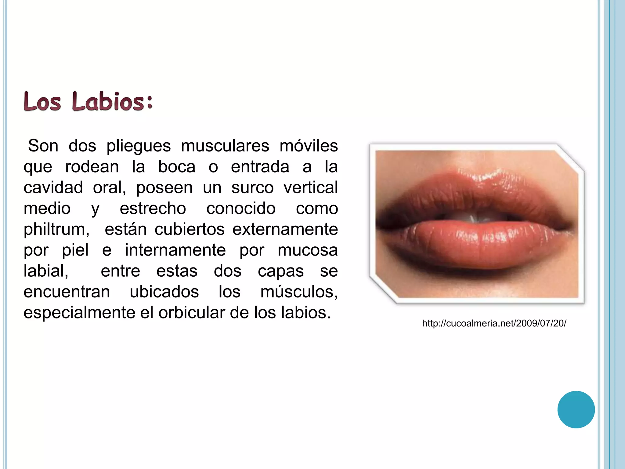 Anatomía en maxilofacial | PPTX