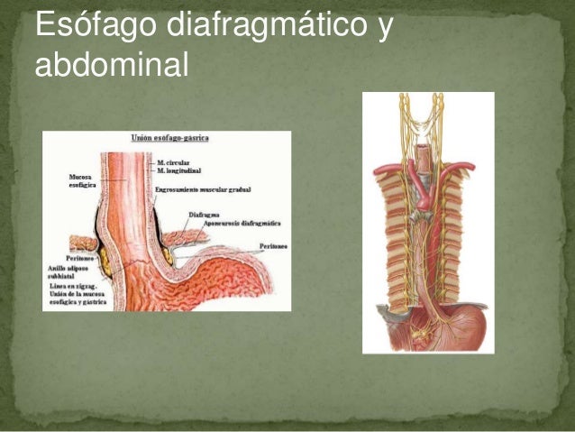Diagramadeesofagoparacriancas