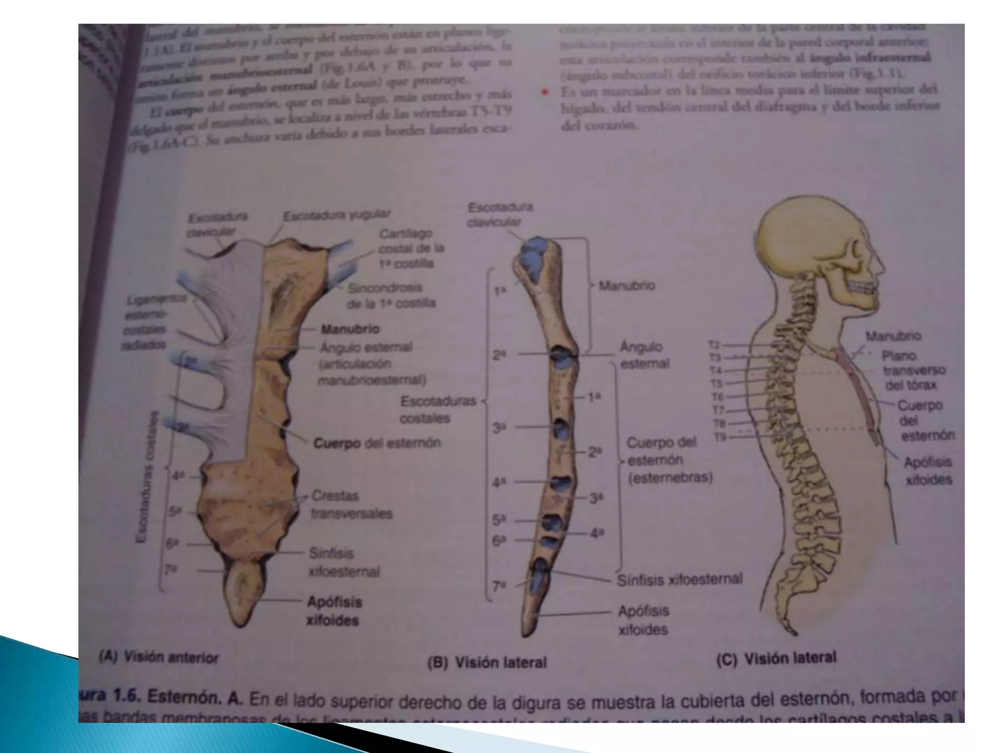 Anatomía esternon | PPTX