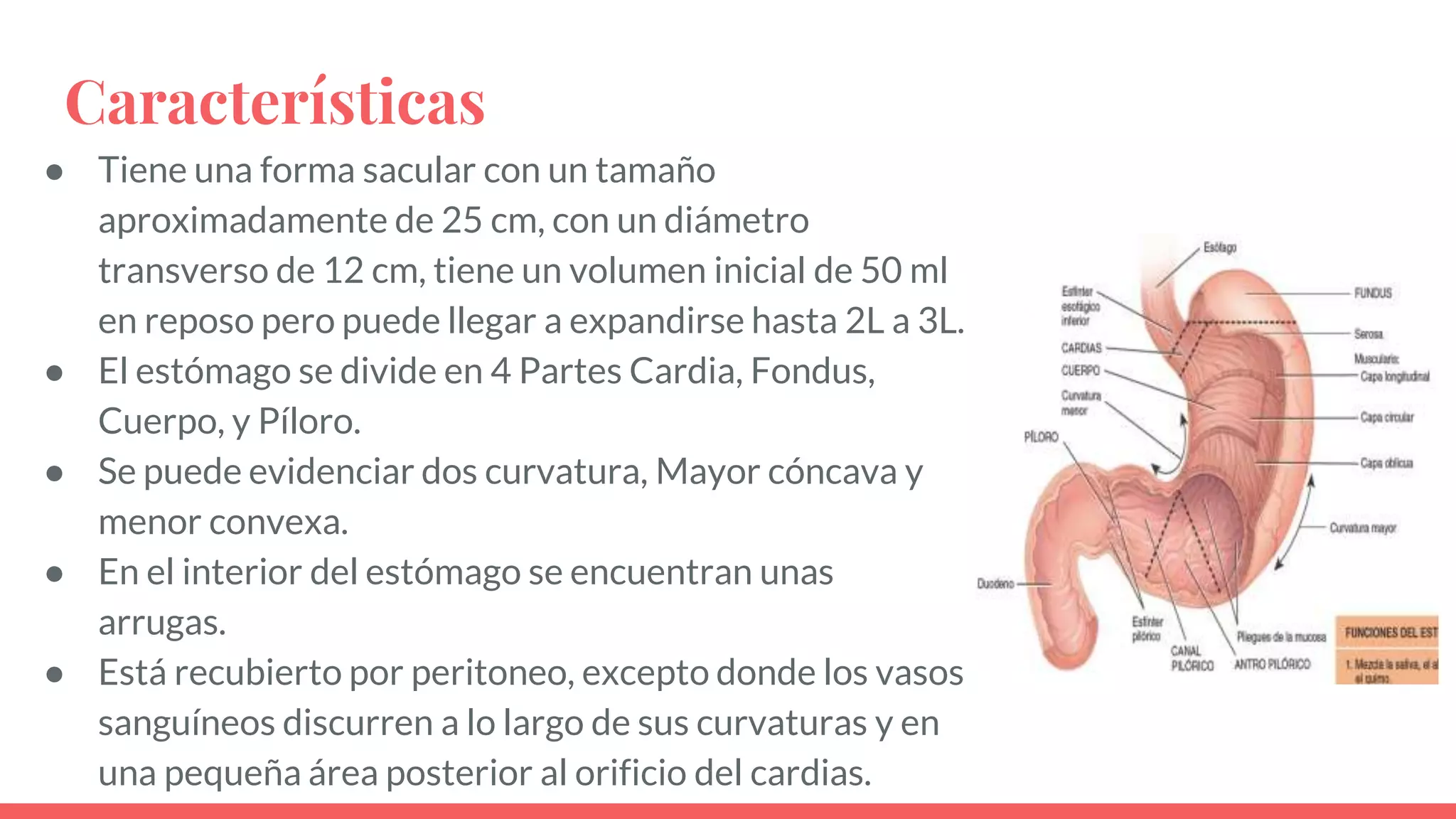 Anatomía Del Antro Del Estómago Anatomía Del Estomago Anatomía