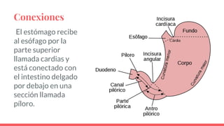 Anatomía del estómago | PPTX