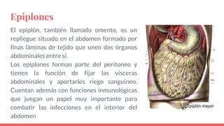 Anatomía del estómago | PPTX