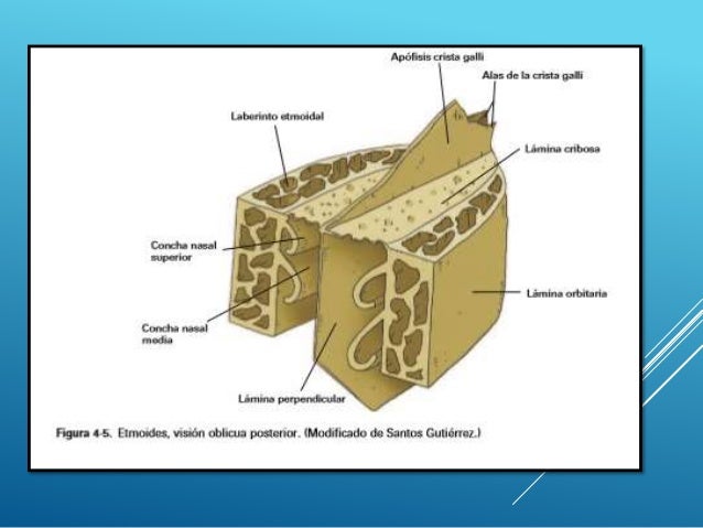 Anatomía (etmoides)