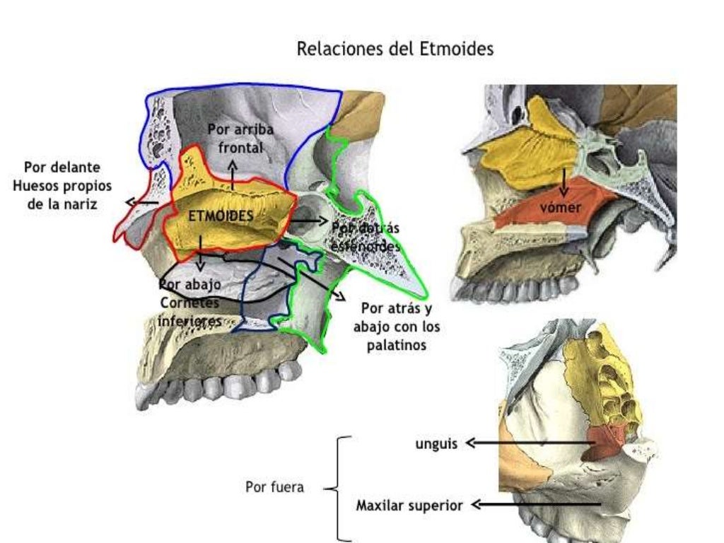 Anatomía (etmoides)