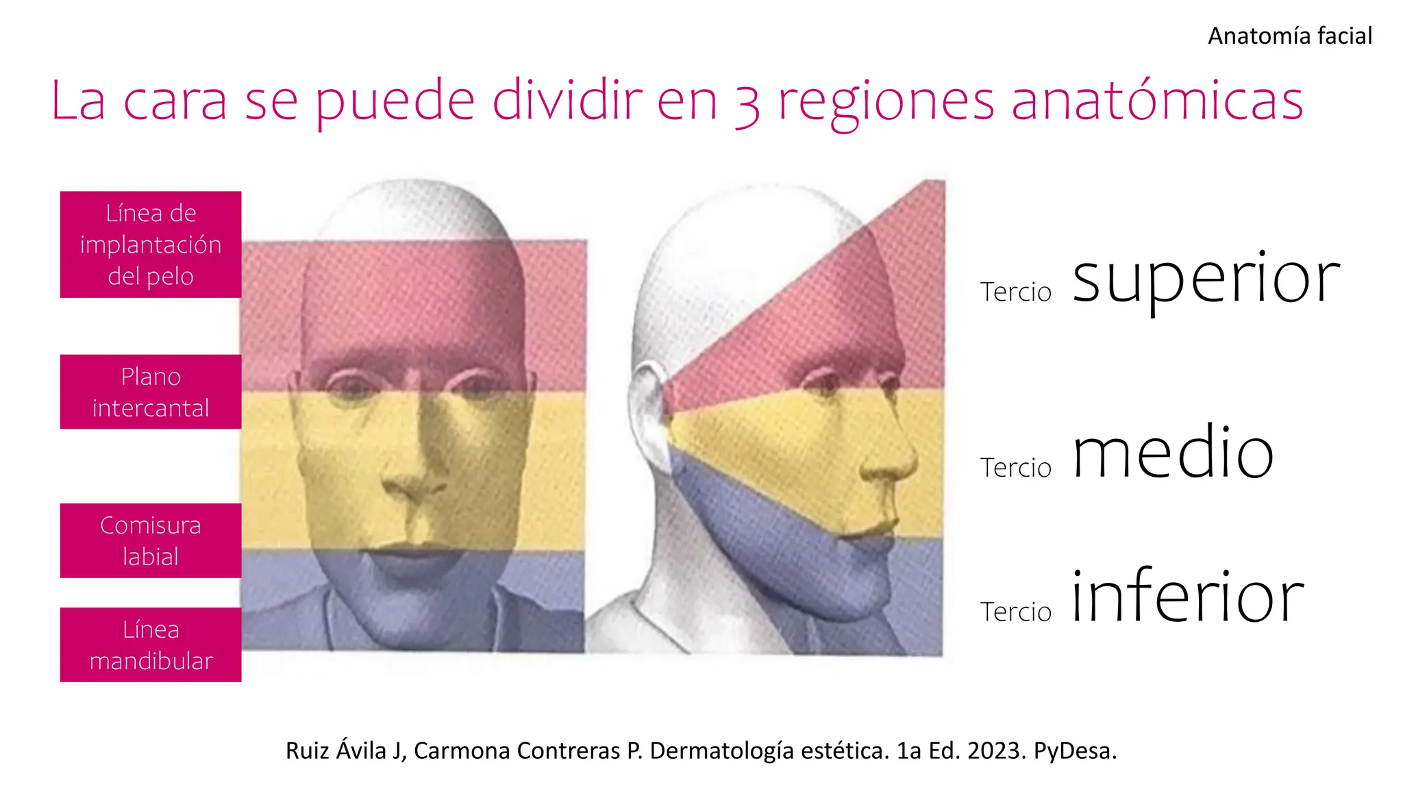 Anatomía Facial | PPTX | Skin and Dermatology | Diseases and Conditions