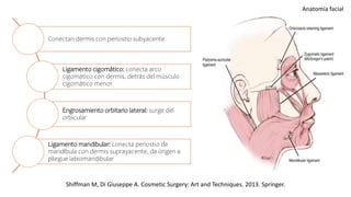 Anatomía Facial | PPTX