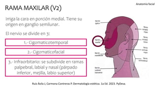 Anatomía Facial | PPTX