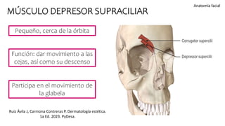 Anatomía Facial | PPTX