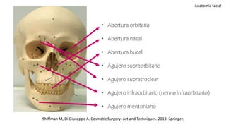 Anatomía Facial | PPTX