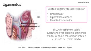 Anatomía Facial | PPTX