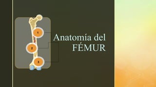 Anatomíafemur.pptx