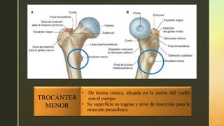 Anatomíafemur.pptx