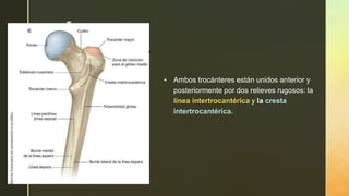 Anatomíafemur.pptx