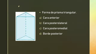Anatomíafemur.pptx