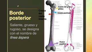 Anatomíafemur.pptx