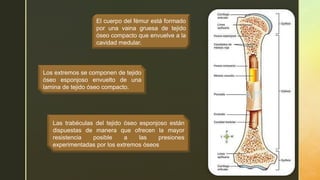 Anatomíafemur.pptx