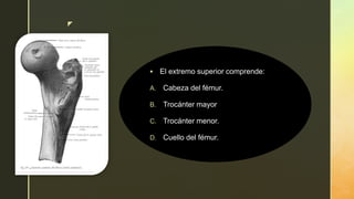 Anatomíafemur.pptx