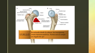Anatomíafemur.pptx