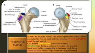 Anatomíafemur.pptx