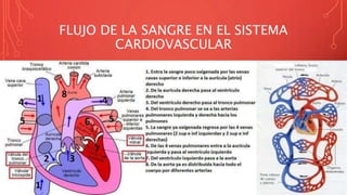 Anatomía, fisiología y fisiopatología del aparato cardiovascular.pptx
