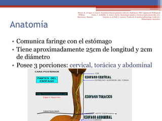 Anatomía, fisiología y semiología de los padecimientos esofágicos | PPTX