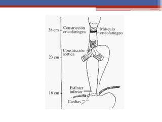 Anatomía, fisiología y semiología de los padecimientos esofágicos | PPTX