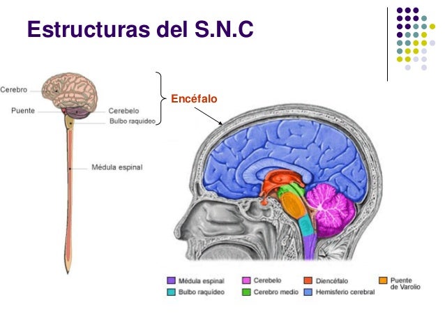 Anatomía fisiopatología snc