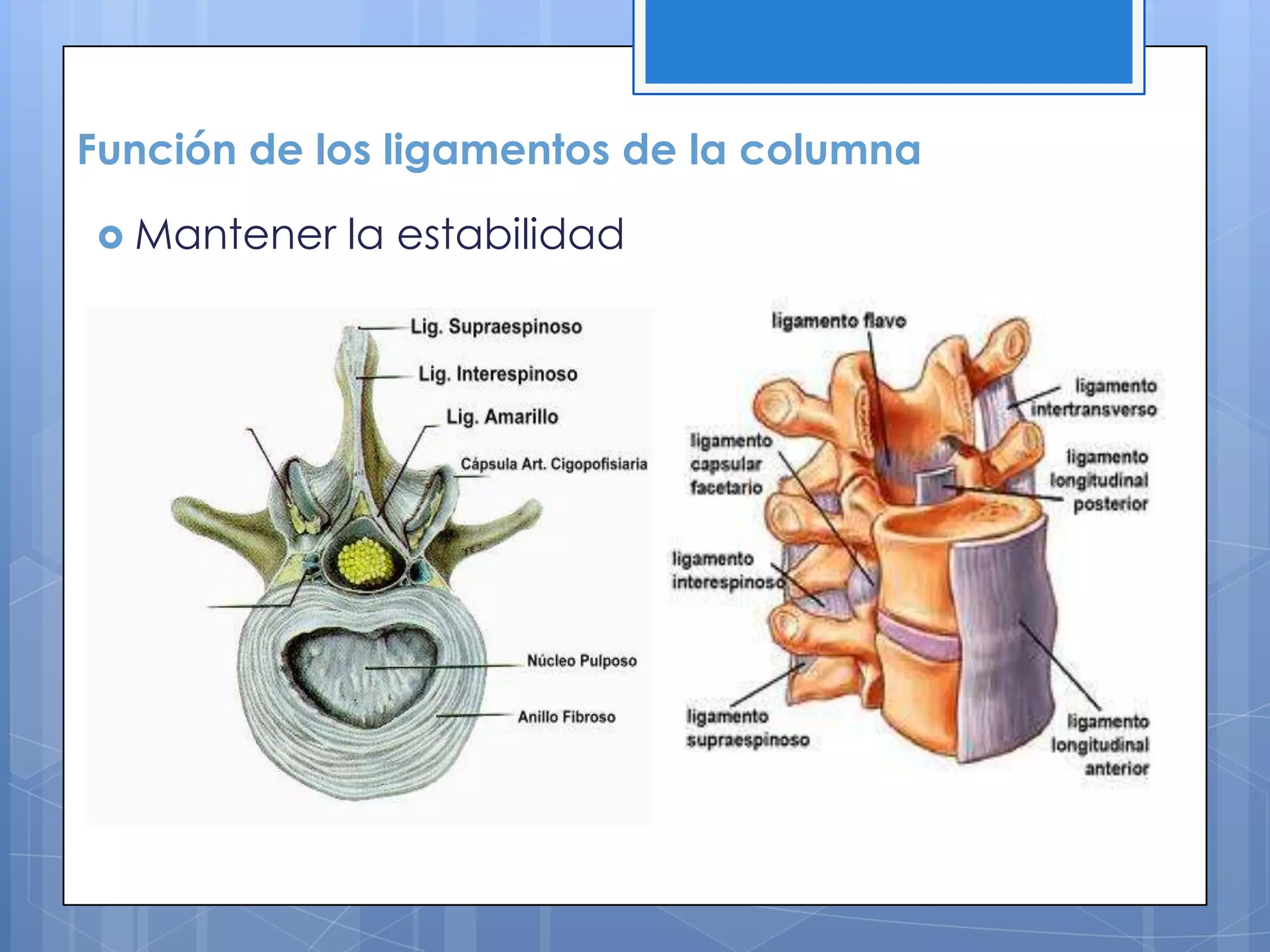 Anatomía funcional de la columna lumbosacra clase 2 | PPT